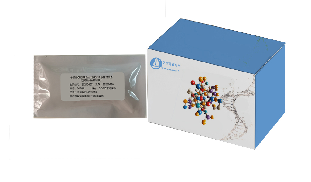 单靶标CRISPR Cas 12/13核酸试纸条